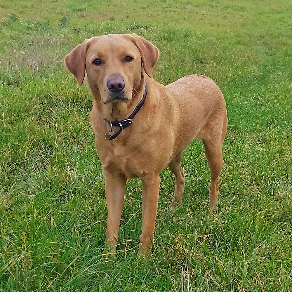 Ruth Green Dog Training
